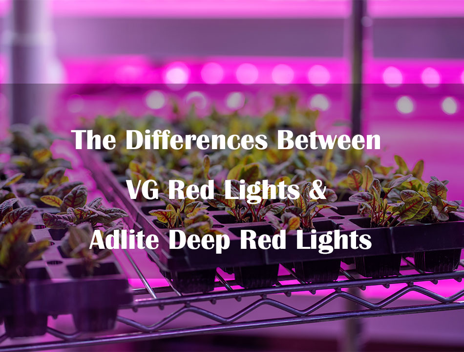 The Differences Between VG Red Lights & Adlite Deep Red Lights | Mars ...